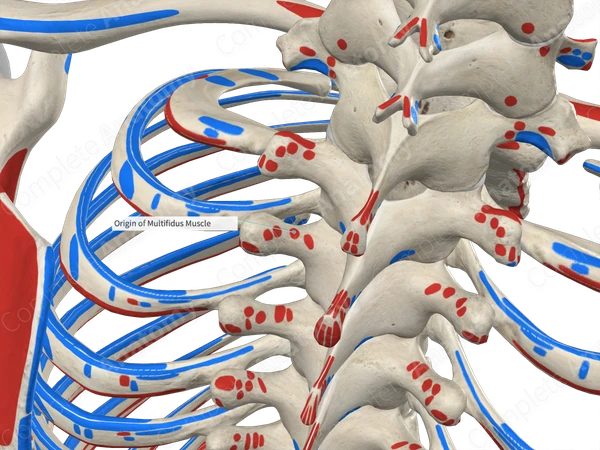 Origin of Multifidus Muscle | Complete Anatomy