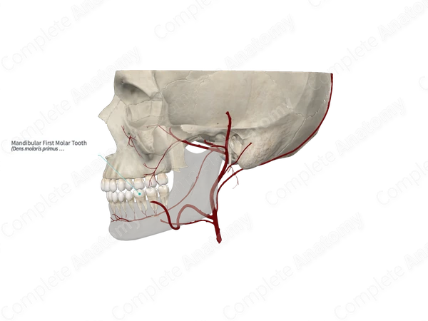 Mandibular First Molar Anatomy The Root Canal Anatomy Project: