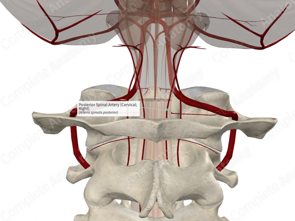 Posterior Spinal Artery (Cervical; Right) | Complete Anatomy
