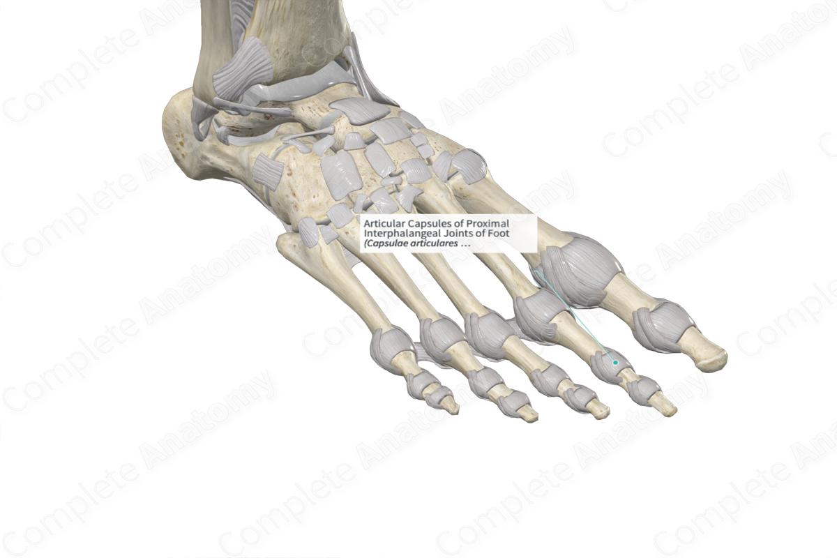 Articular Capsules Of Proximal Interphalangeal Joints Of Foot