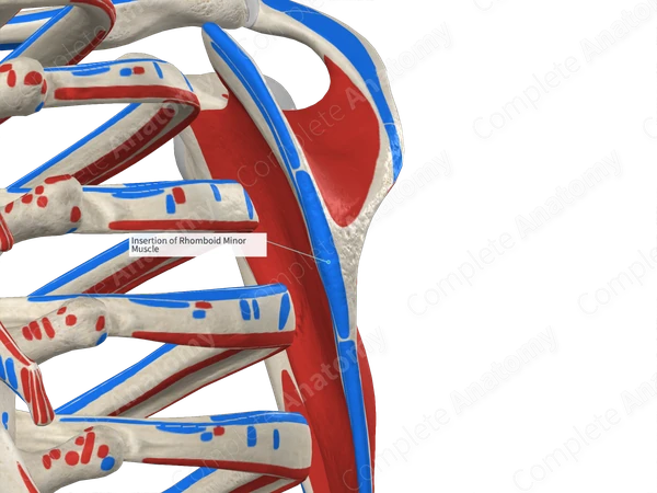 Insertion of Rhomboid Minor Muscle | Complete Anatomy