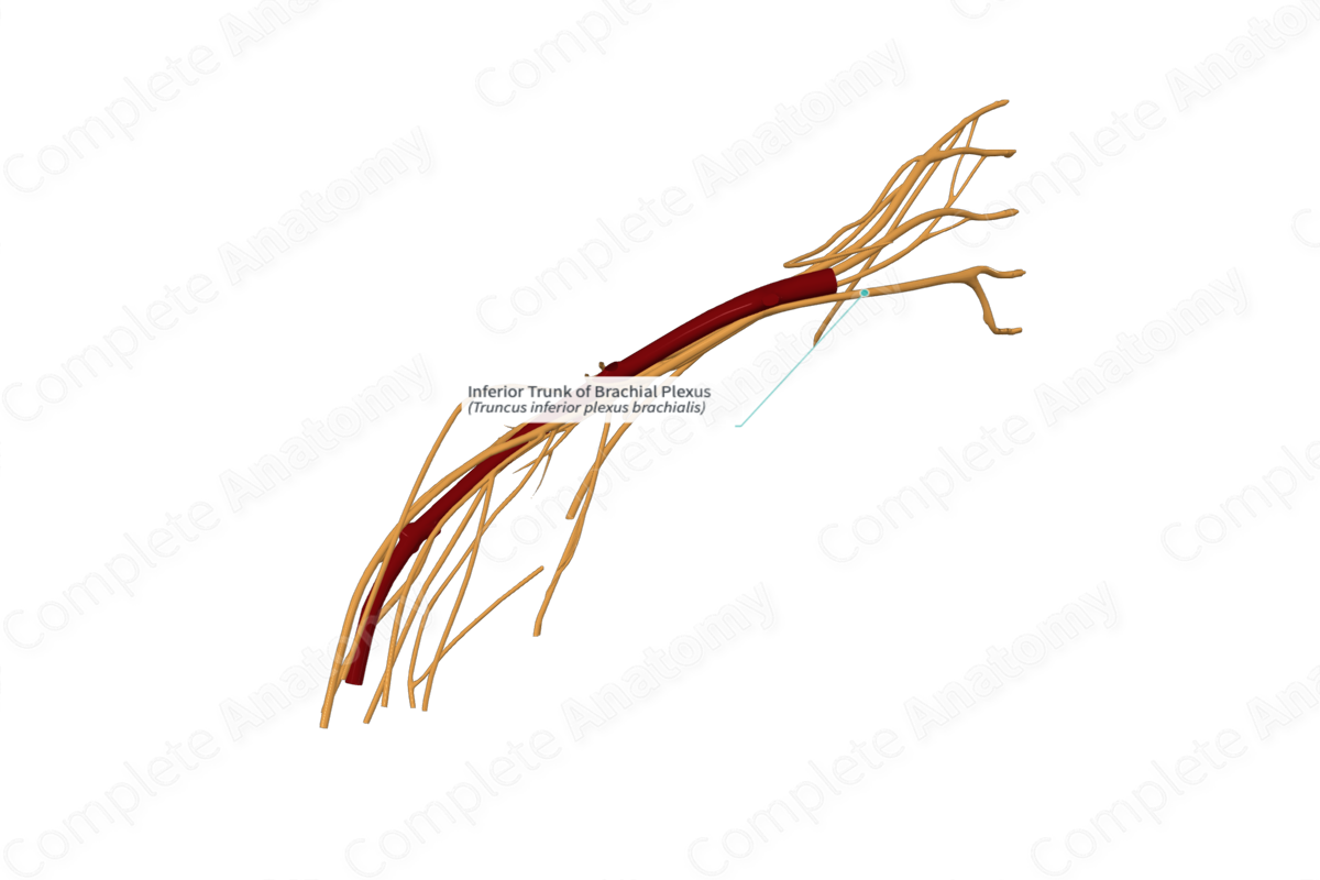 Inferior Trunk Of Brachial Plexus Complete Anatomy