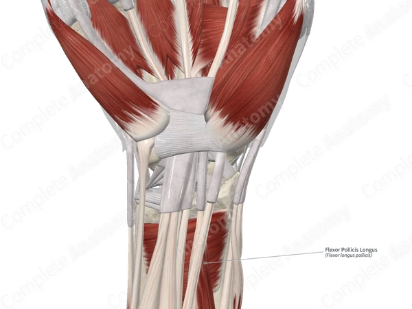 Flexor Pollicis Longus | Complete Anatomy