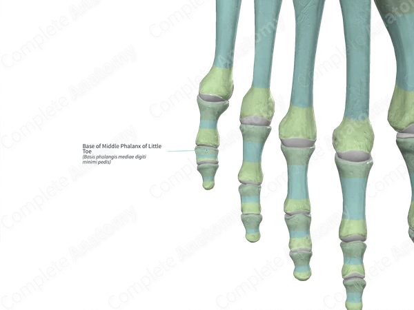 Base of Middle Phalanx of Little Toe | Complete Anatomy