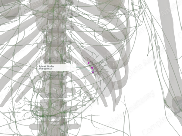 Splenic Nodes | Complete Anatomy
