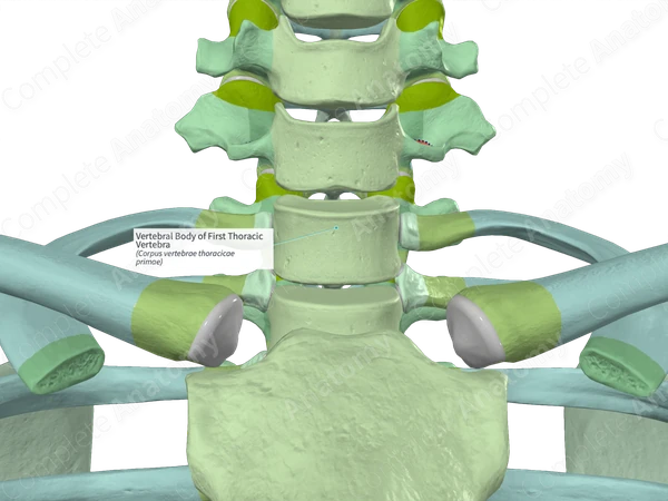 Vertebral Body of First Thoracic Vertebra | Complete Anatomy