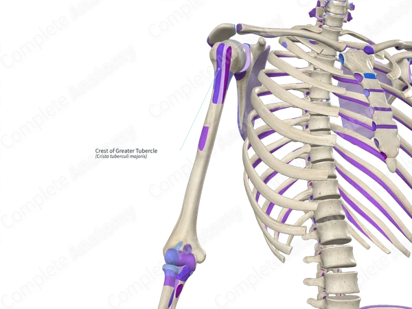 Crest of Greater Tubercle | Complete Anatomy