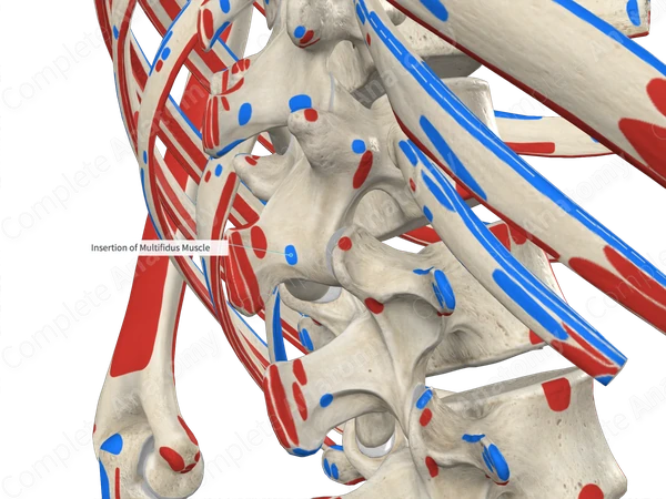 Insertion of Multifidus Muscle | Complete Anatomy