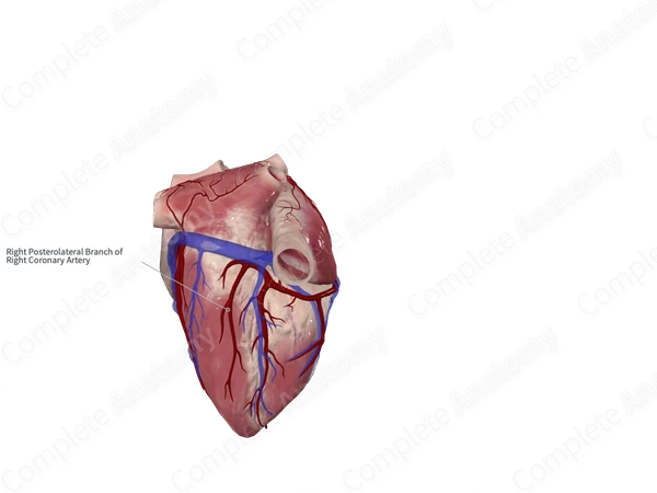 Right Inferolateral Branch of Right Coronary Artery | Complete Anatomy