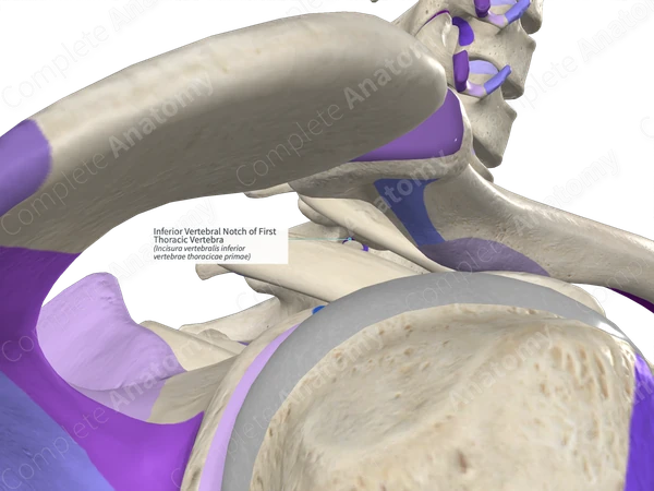 Inferior Vertebral Notch of First Thoracic Vertebra (Left) | Complete ...