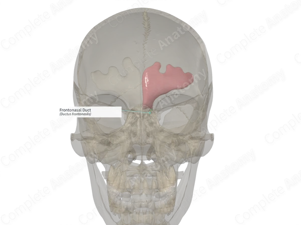 Frontonasal Duct (Right) | Complete Anatomy