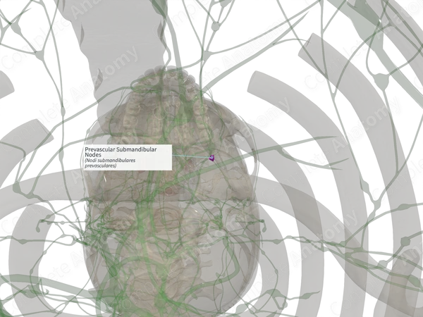 Prevascular Submandibular Nodes (Right) | Complete Anatomy