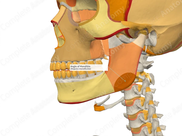 Angle of Mandible (Left) | Complete Anatomy