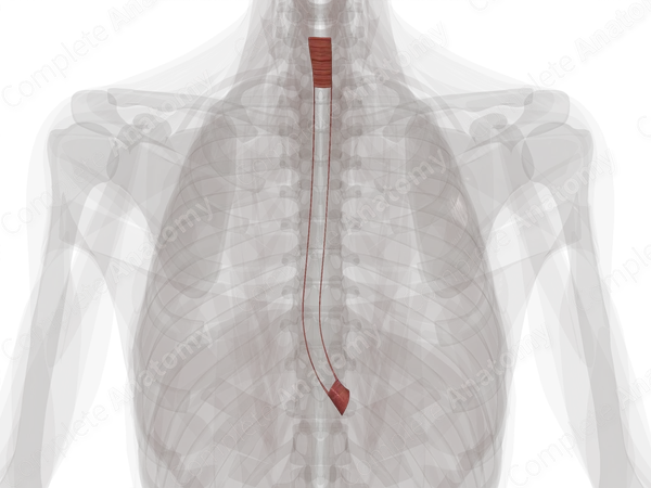 Circular Muscular Layer of Esophagus | Complete Anatomy