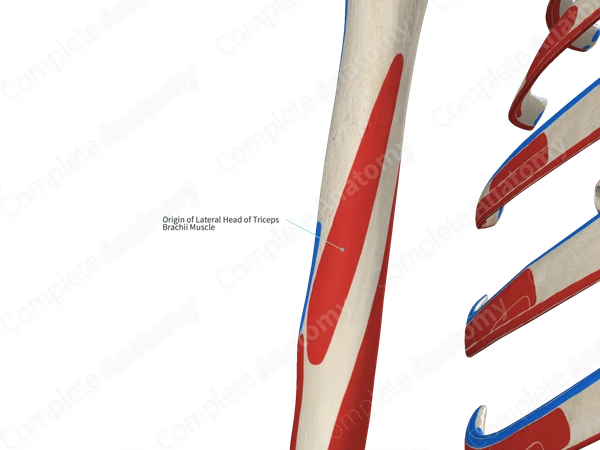 Origin of Lateral Head of Triceps Brachii Muscle | Complete Anatomy