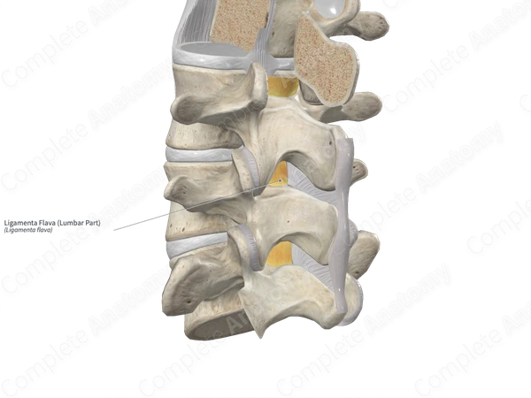 Ligamenta Flava (Lumbar Part) | Complete Anatomy