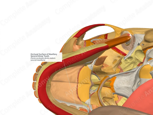 Occlusal Surface of Maxillary Second Molar Tooth | Complete Anatomy