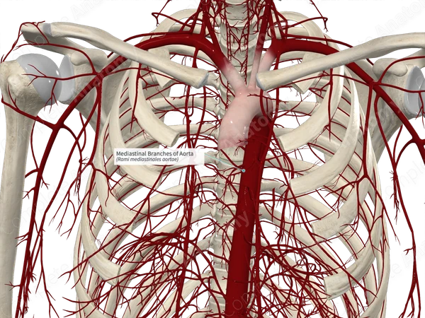 Mediastinal Branches of Aorta | Complete Anatomy