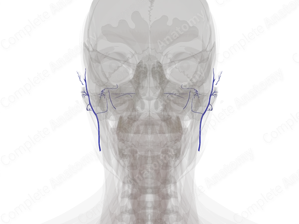 Veins of Ear | Complete Anatomy