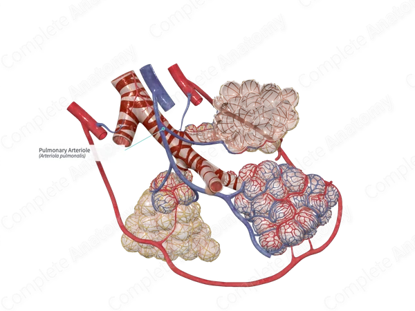 Pulmonary Arteriole | Complete Anatomy