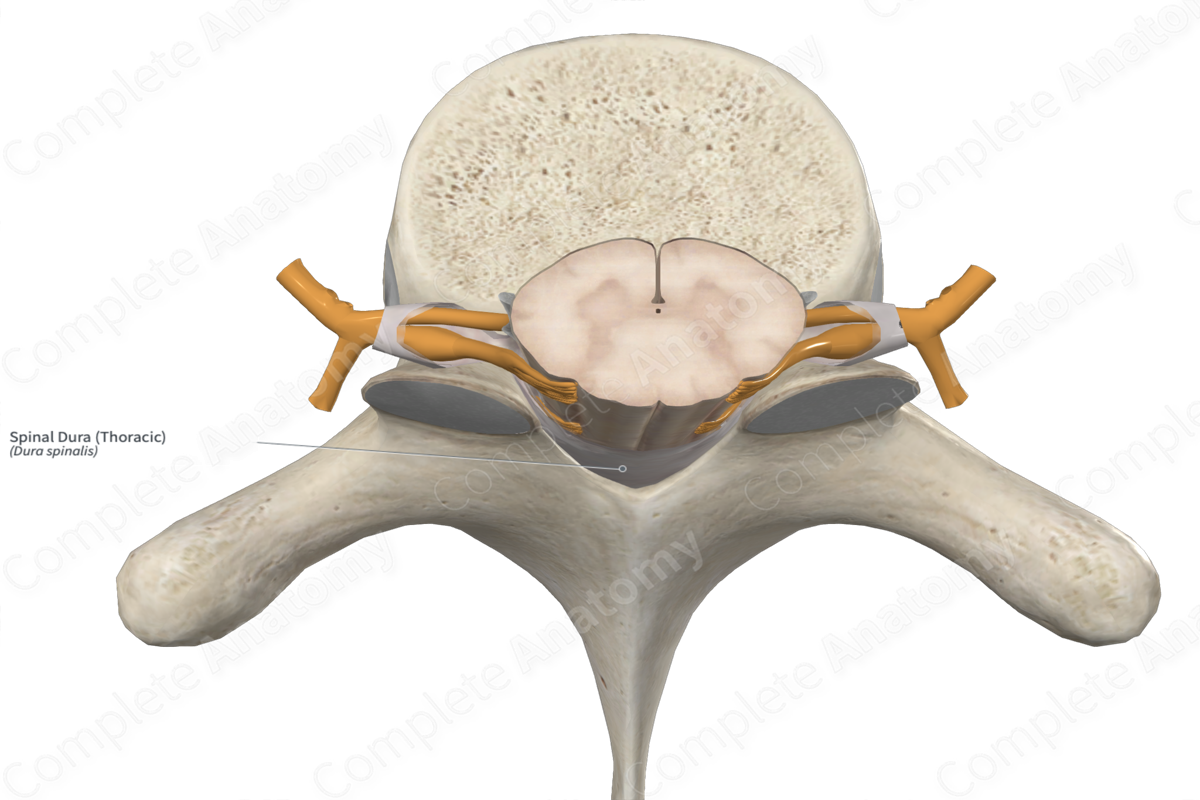 Spinal Dura (Thoracic) | Complete Anatomy