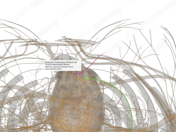 Anterior Cutaneous Branch of Third Intercostal Nerve (Left) | Complete ...
