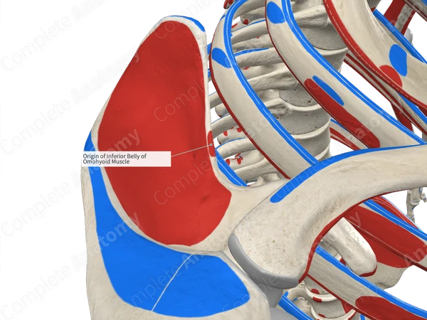 Origin of Inferior Belly of Omohyoid Muscle | Complete Anatomy