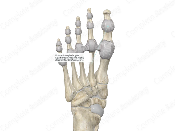 Plantar Interphalangeal Ligaments (Great Toe; Left) | Complete Anatomy