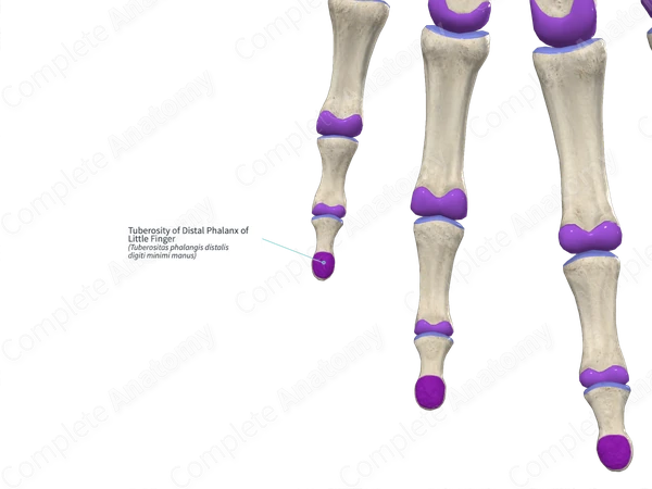 Tuberosity of Distal Phalanx of Little Finger | Complete Anatomy