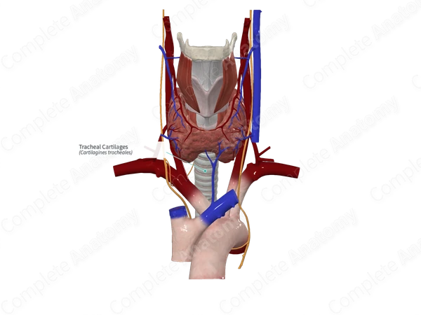 Tracheal Cartilages | Complete Anatomy
