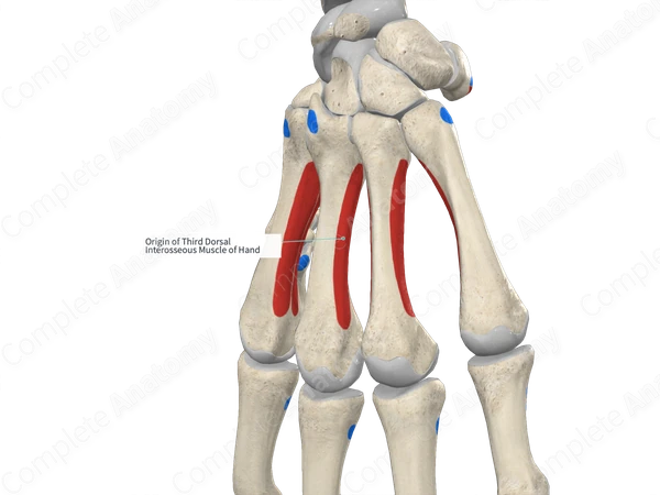 Origin of Third Dorsal Interosseous Muscle of Hand | Complete Anatomy