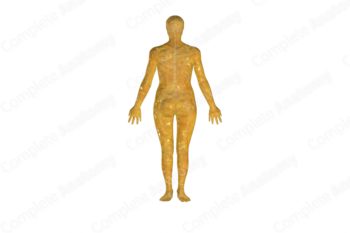 Subcutaneous Tissue Complete Anatomy