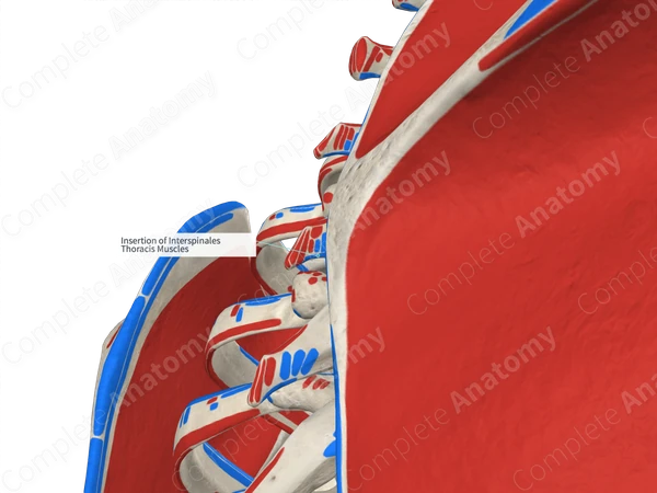 Insertion of Interspinales Thoracis Muscles | Complete Anatomy