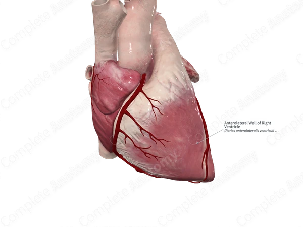 Anterolateral Wall of Right Ventricle | Complete Anatomy