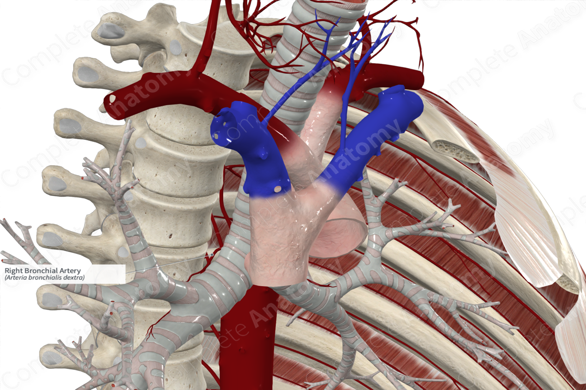 Right Bronchial Artery Complete Anatomy