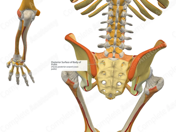 Posterior Surface of Body of Pubis | Complete Anatomy