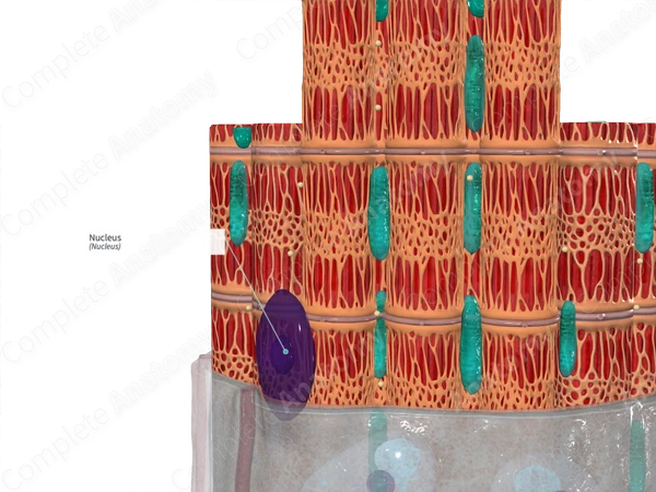 Nucleus | Complete Anatomy