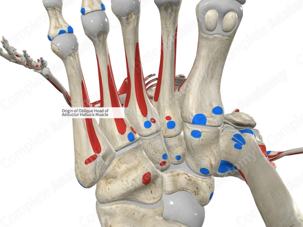 Origin of Oblique Head of Adductor Hallucis Muscle | Complete Anatomy