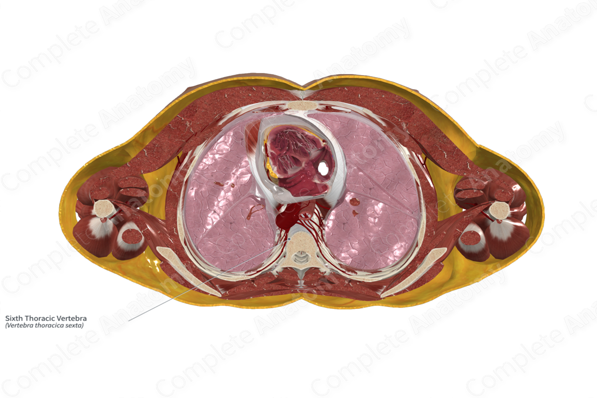 Sixth Thoracic Vertebra Complete Anatomy