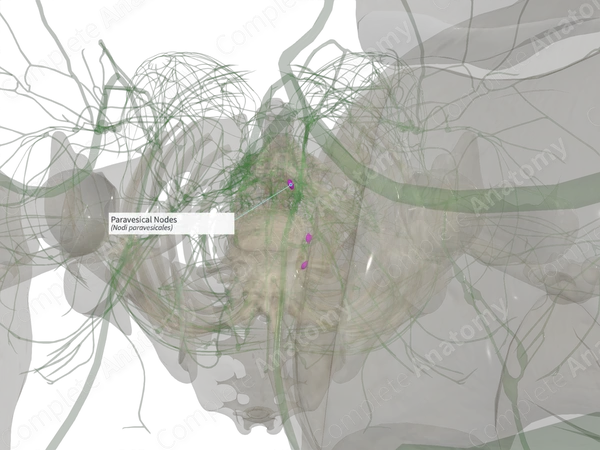 Paravesical Nodes (Left) | Complete Anatomy
