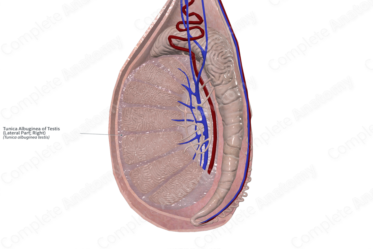 Tunica Albuginea of Testis (Lateral Part; Right) | Complete Anatomy