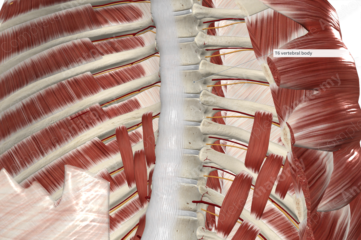 Sixth Thoracic Vertebra Complete Anatomy