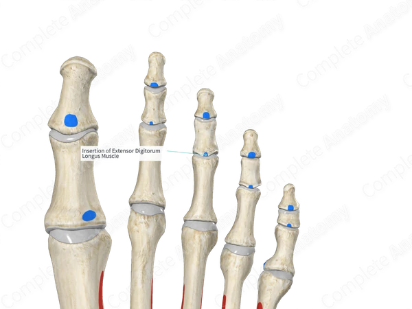 Insertion of Extensor Digitorum Longus Muscle | Complete Anatomy