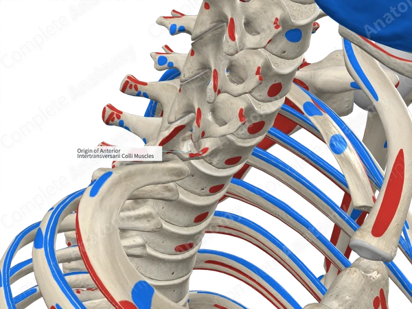 Origin of Anterior Intertransversarii Colli Muscles | Complete Anatomy
