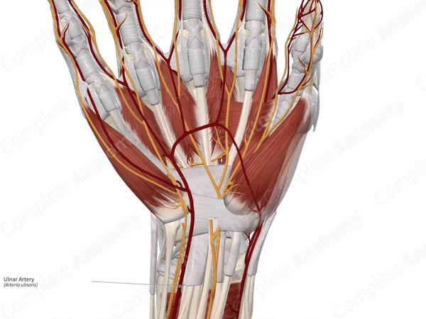 Ulnar Artery | Complete Anatomy