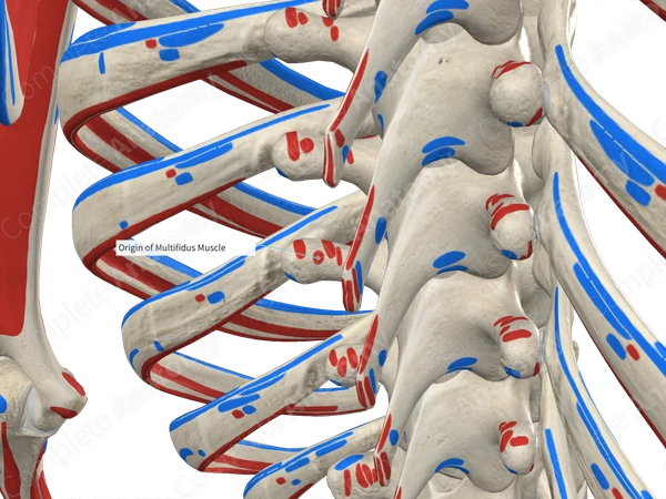 Origin of Multifidus Muscle | Complete Anatomy