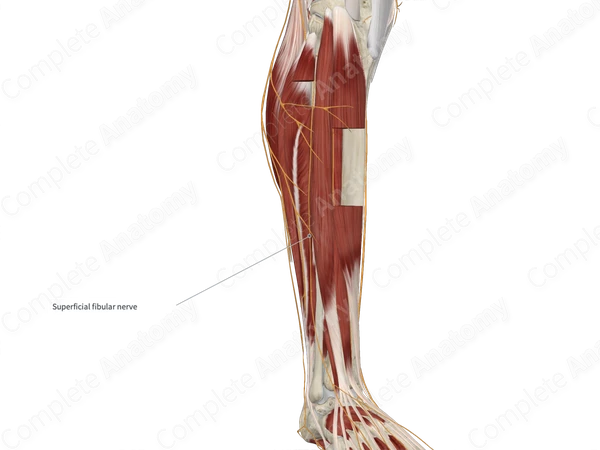 Superficial Fibular Nerve | Complete Anatomy