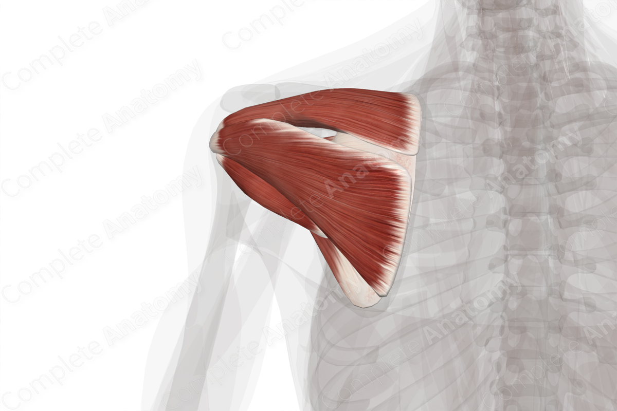 Rotator Cuff Muscles (Left) | Complete Anatomy Rotator Cuff Muscles (Left) | Complete Anatomy