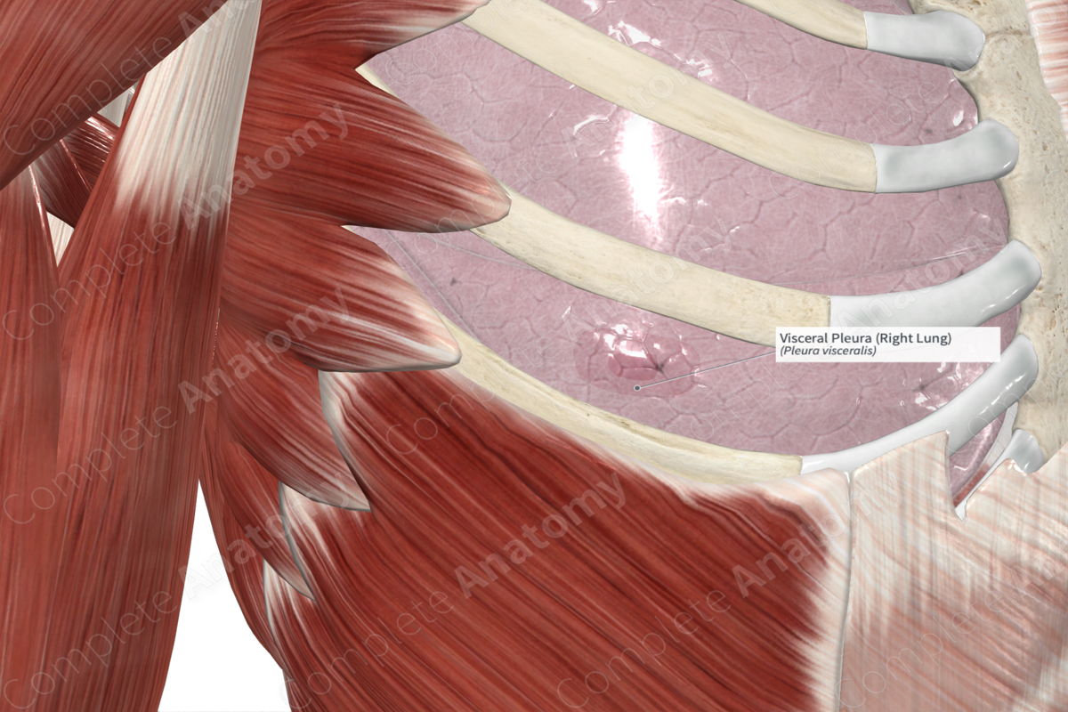 Visceral Pleura (Right Lung) | Complete Anatomy