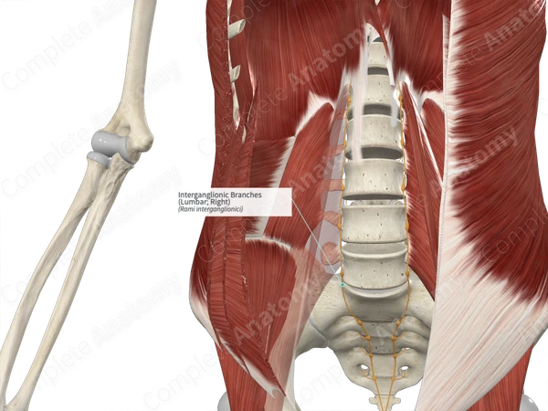 Interganglionic Branches (Lumbar; Right) | Complete Anatomy